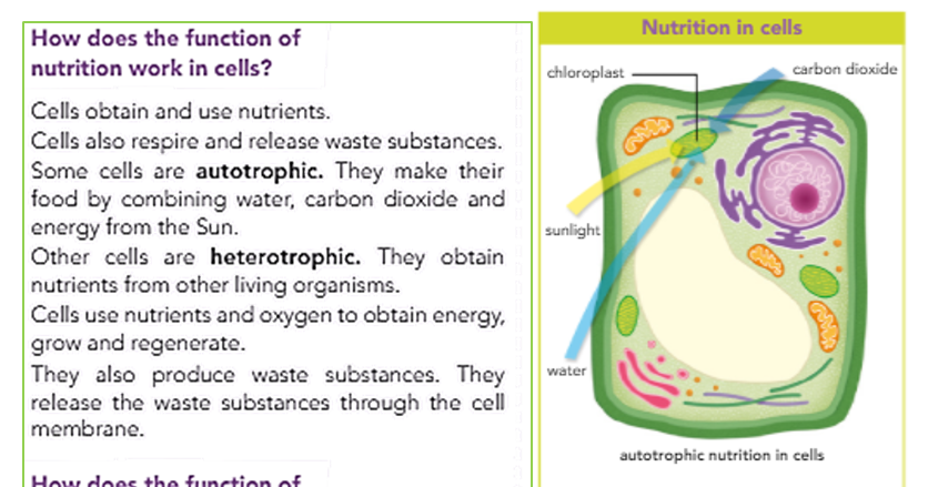 Natural Science 6º CEIP Camposoto: CELLS: nutrition, interaction and ...