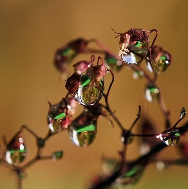 Photography Today: Beautiful raindrops