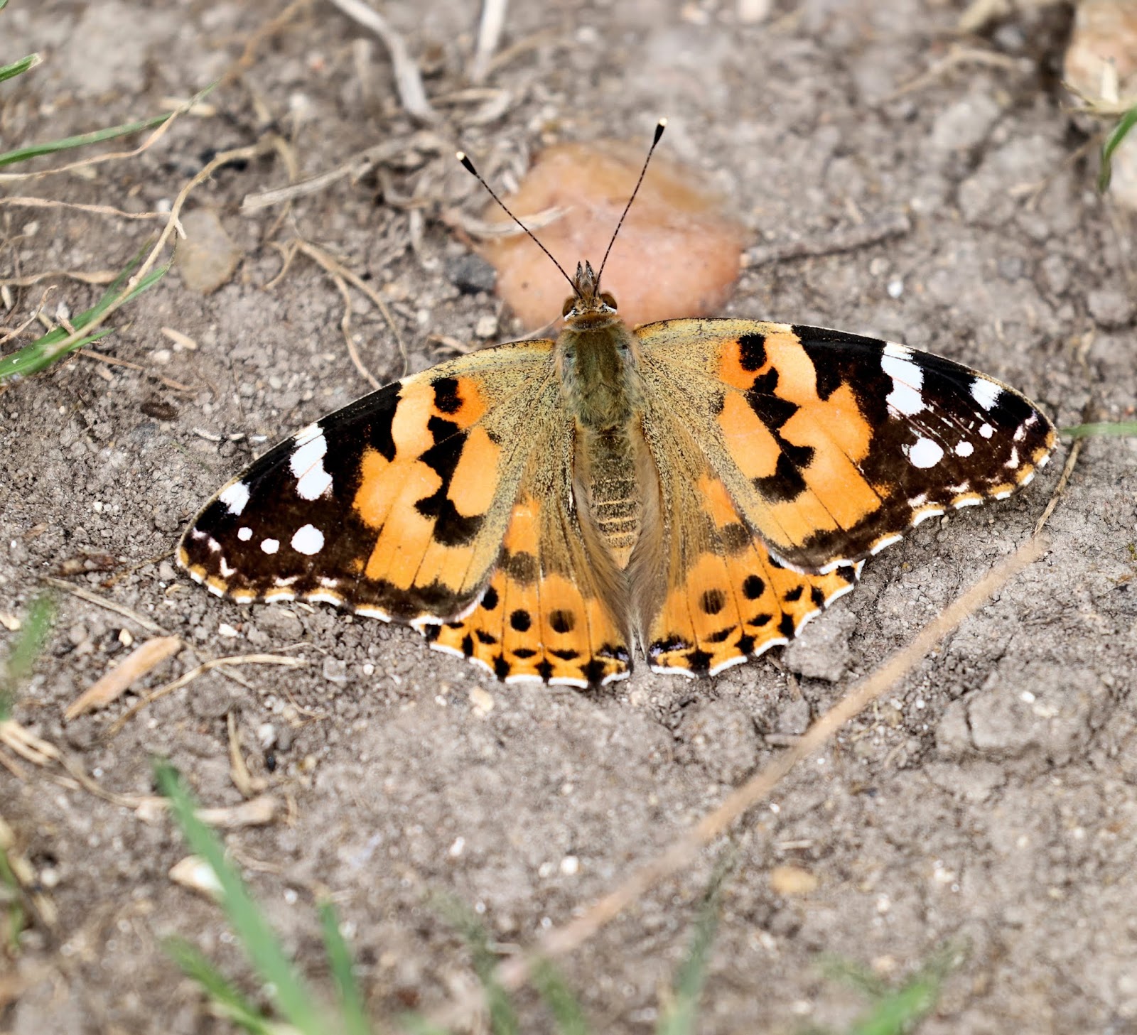 Cholsey Wildlife Grasshopper And Butterfly