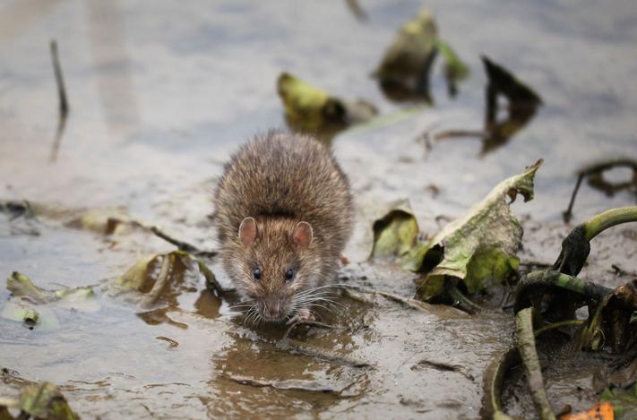 Hordes of rats attacked Paris