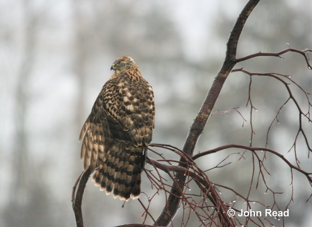NORTHERN GOSHAWK