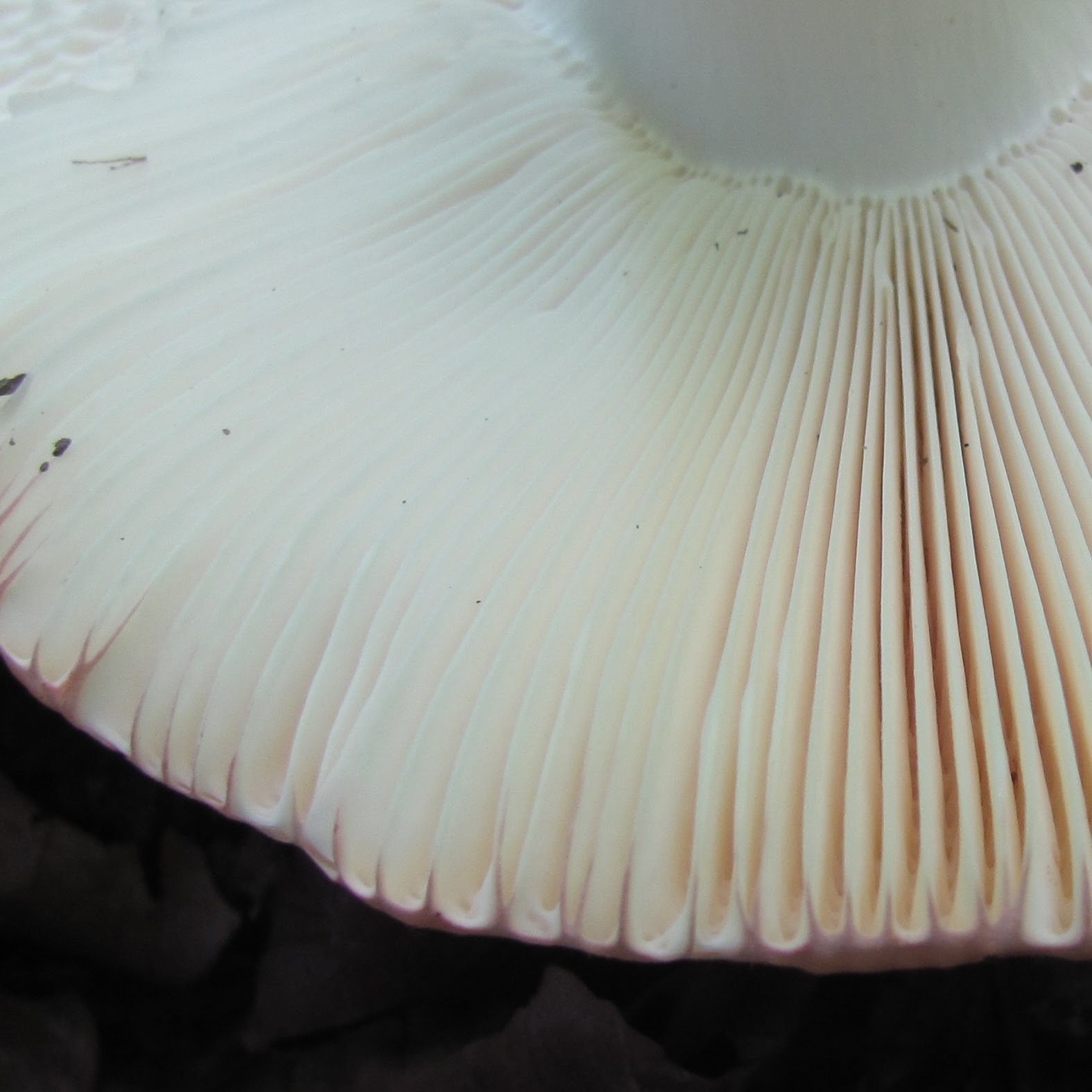 El mundo microscópico de los hongos: Russula faginea Romagn