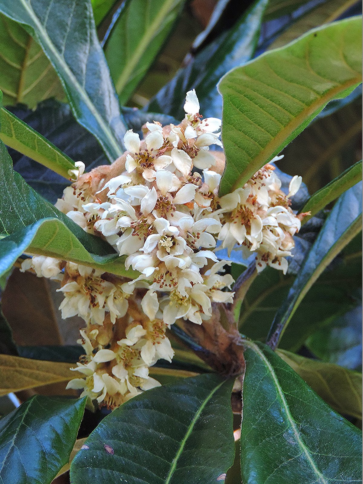 The Interstitial Gardener: Bloom Day Addendum: Loquat