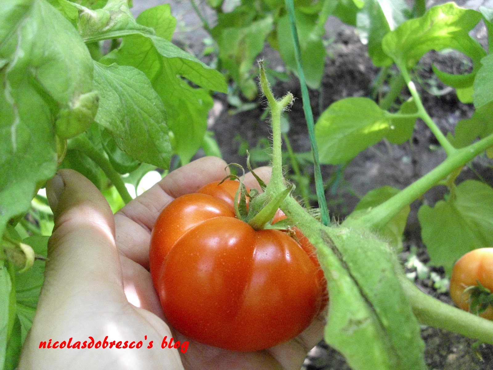 __ Nicolas _le_ jardinier __: Foto macro...Tomate Prekos F 1 ( 8 ...