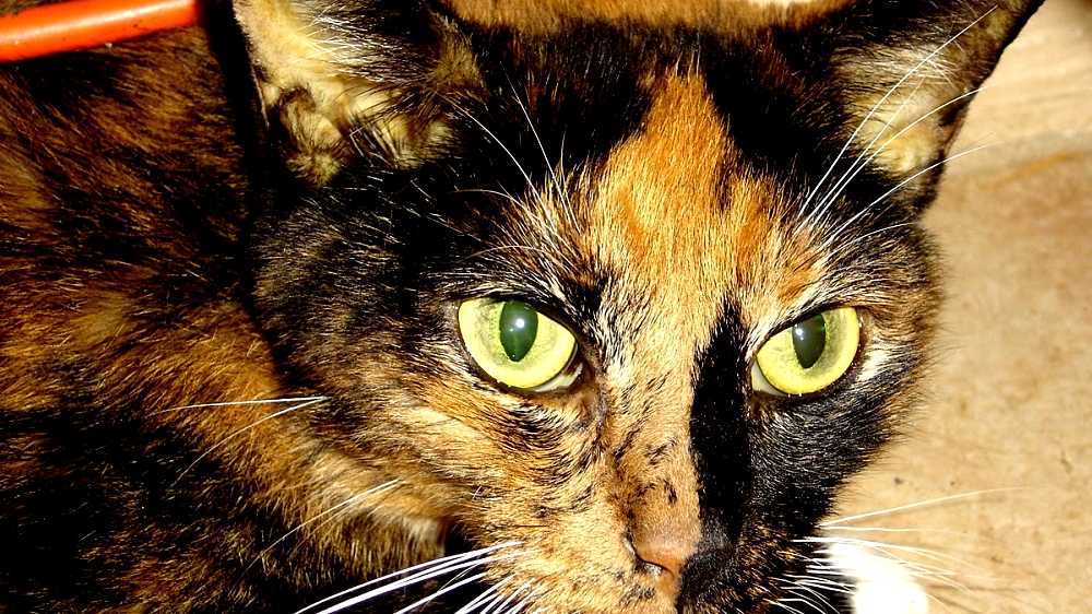 Feline hepatic lipidosis