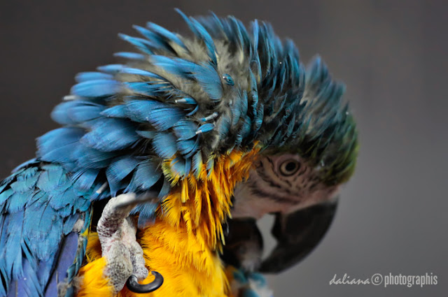 Photographis: The Parrot