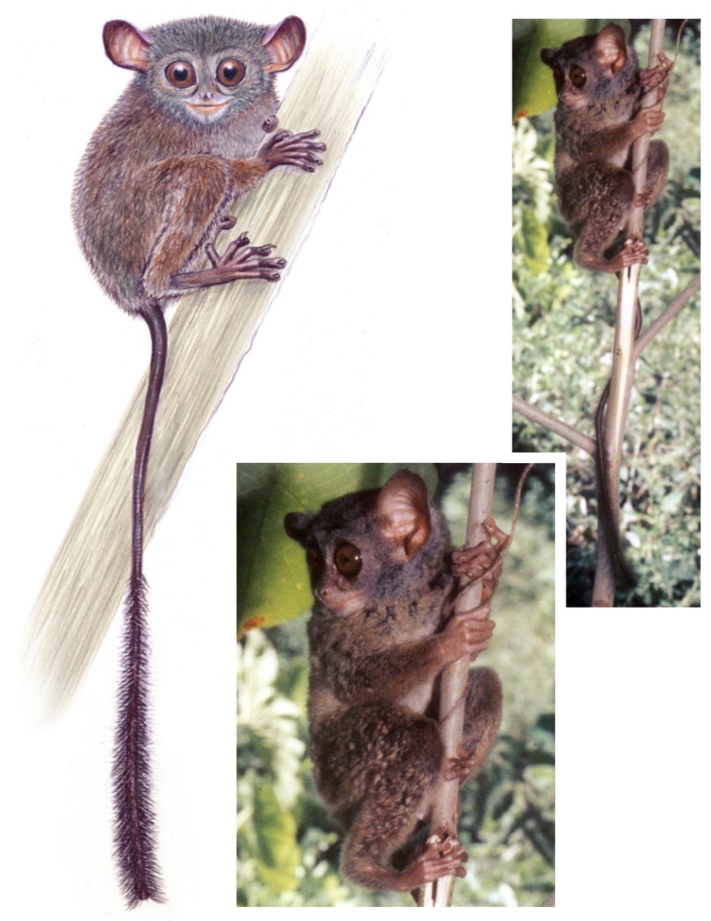 Species New to Science: [Mammalogy • 2019] Tarsius niemitzi • A New ...