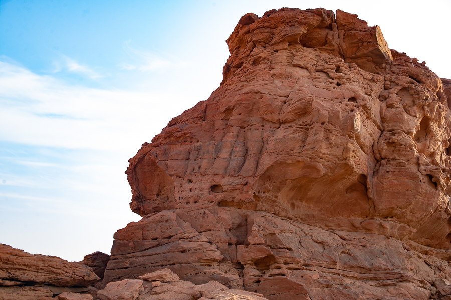 Birds of Saudi Arabia: Camal Rock