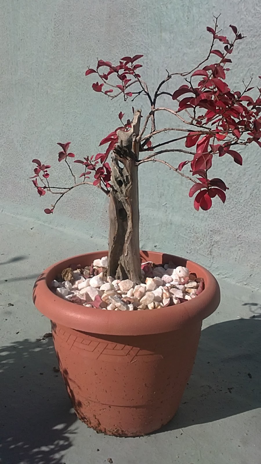 Bonsai de andar por casa...: Árbol de Júpiter - Lagerstroemia indica