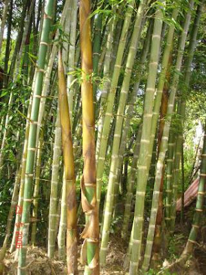 GUADUA O BAMBOO