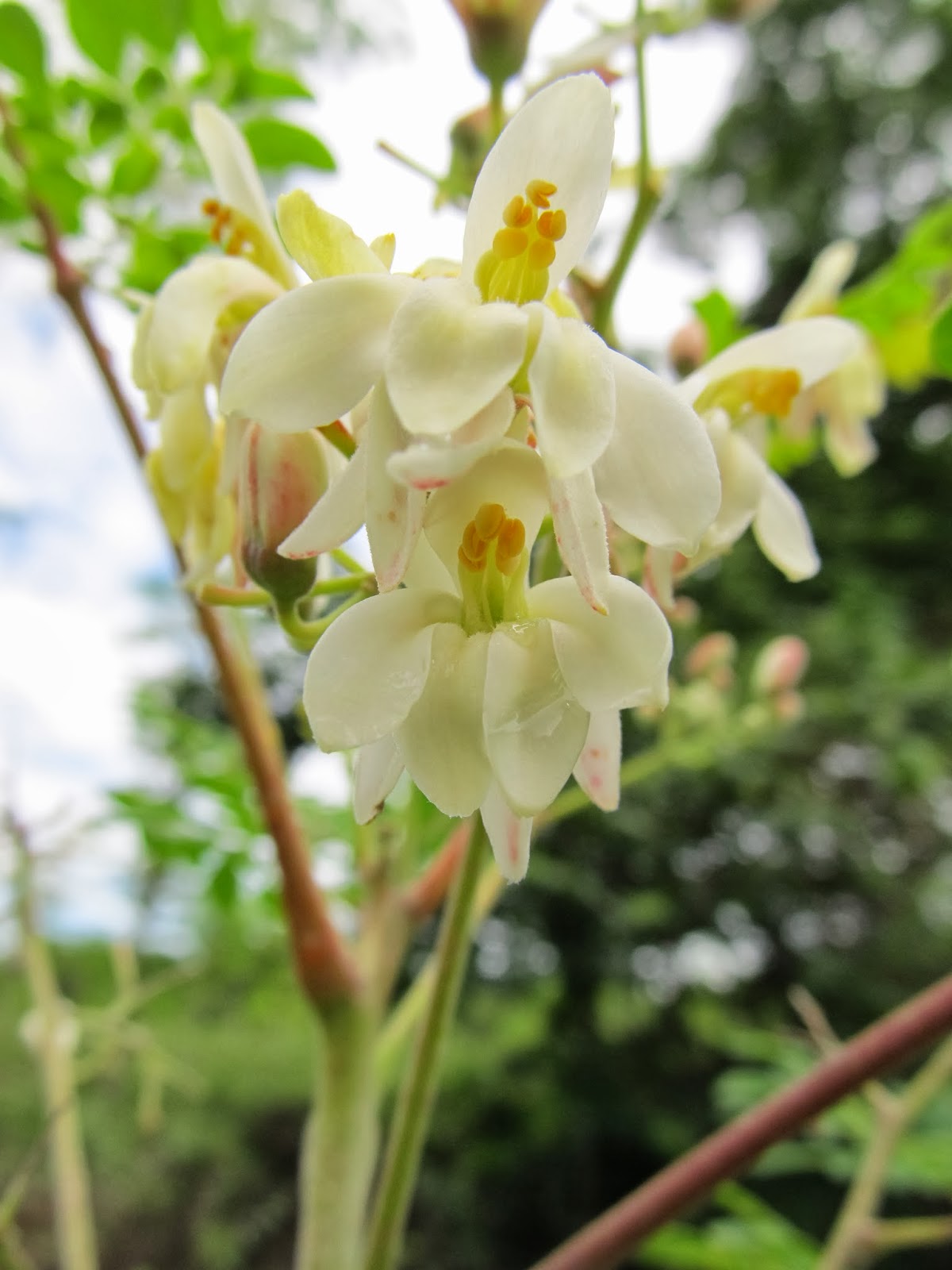 Investigación Moringa (Moringa oleifera) Universidad del Tolima ...