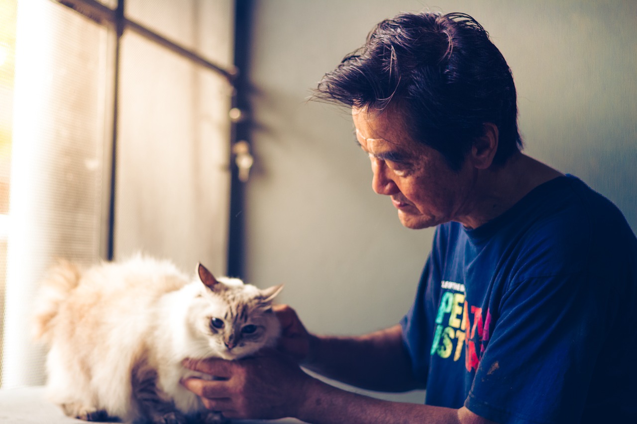 keeping cat safe this summer Should i use sunscreen on my cat