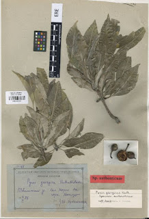 Всё о бегониях и не только...: Груша грузинская (Pyrus georgica, =Pyrus ...