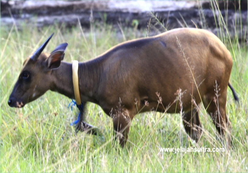 Anoa Binatang Khas Provinsi Sulawesi Tenggara - Jelajah Sultra