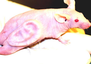 Vacanti Mouse - Human Ear On Mouse