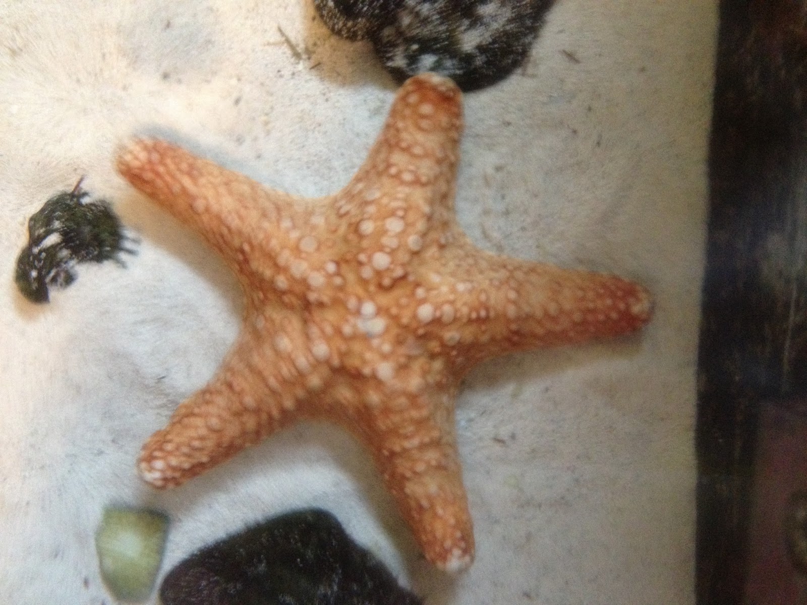 Survey of Florida Invertebrates