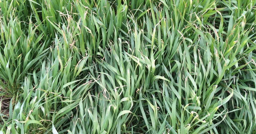 Grain Crops Update: OPTIONS FOR FREEZE DAMAGED WHEAT: WHICH WILL BE ...