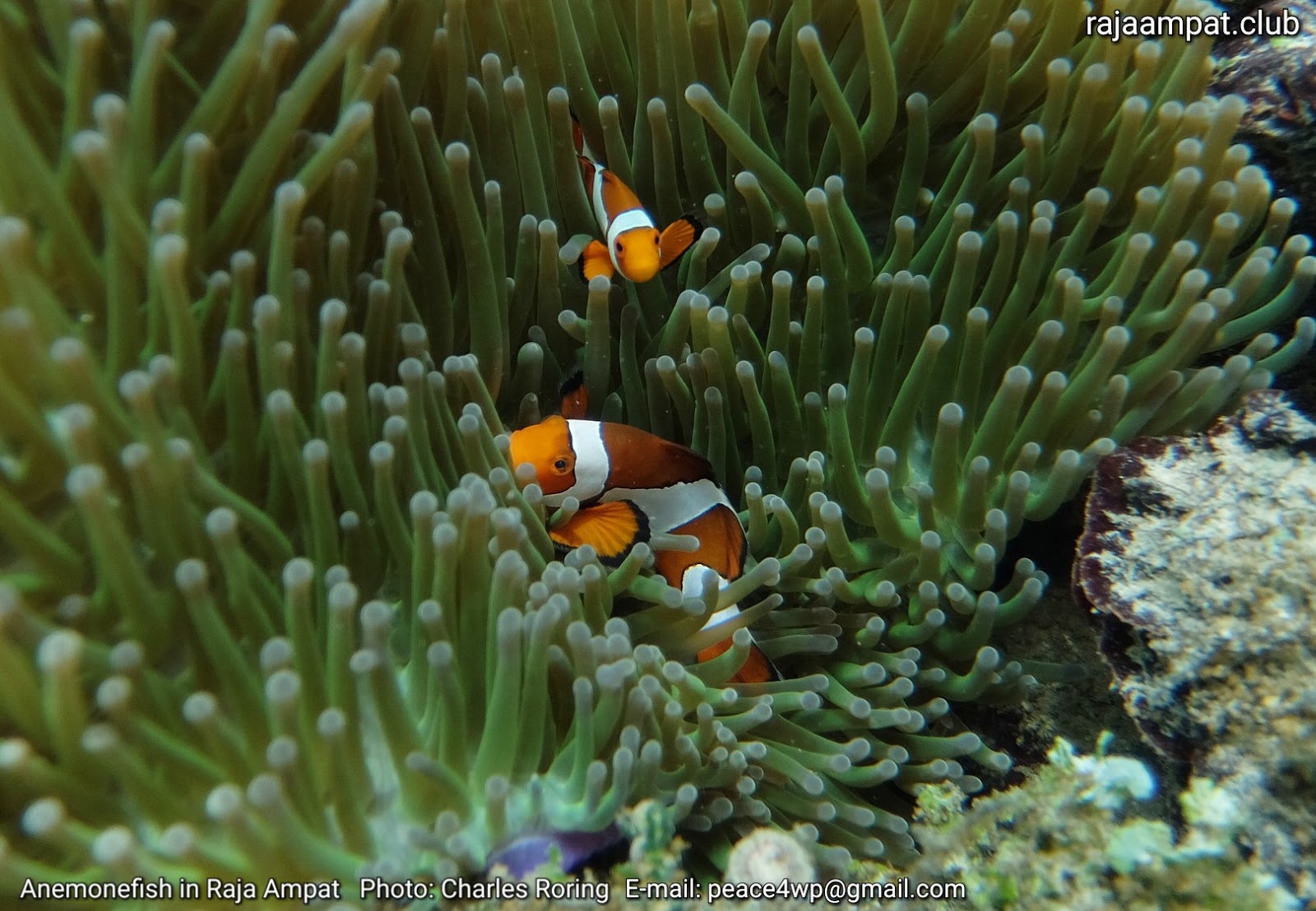 Raja Ampat Club: Raja Ampat Reef Fish