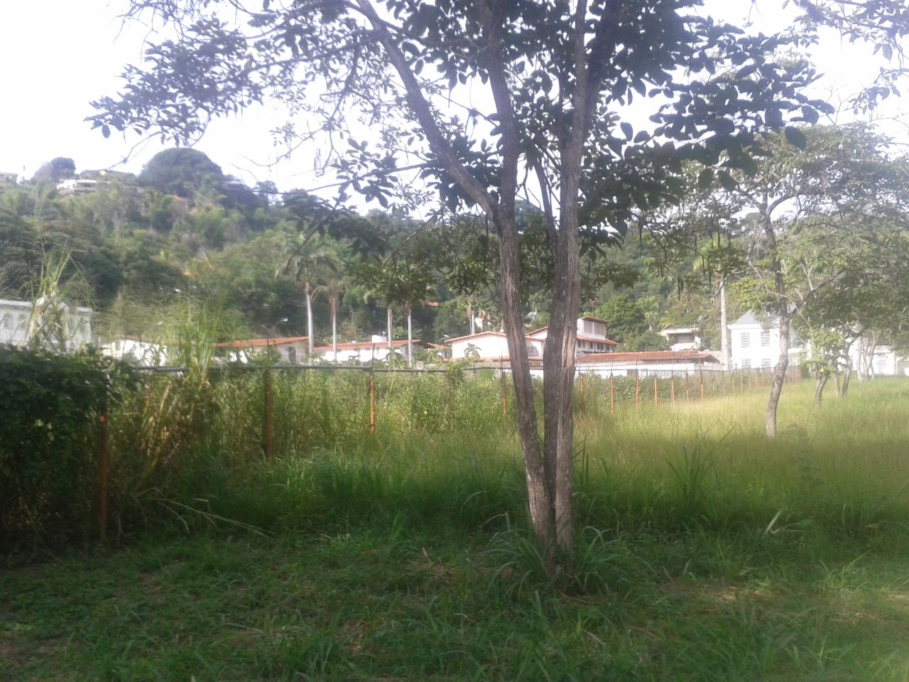 Parque Bosque Macaracuay