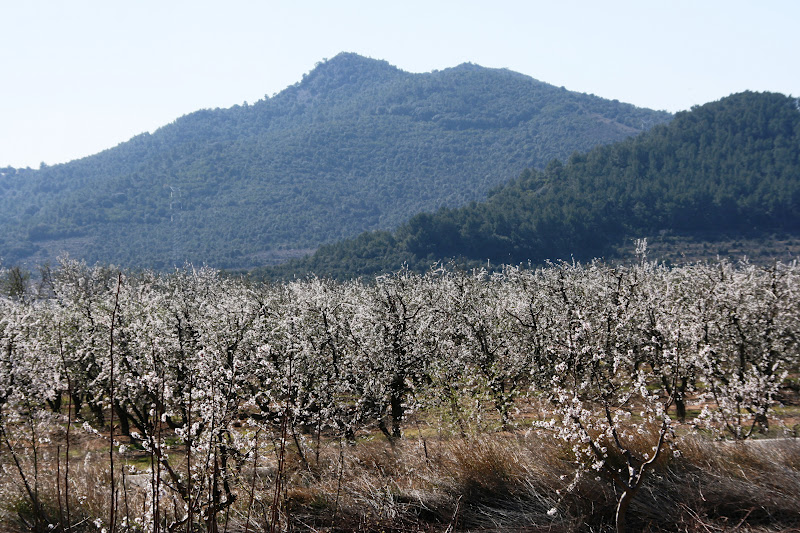Paisatges i Jardins Landscapes and Gardens: Ametllers (Prunus dulcis ...