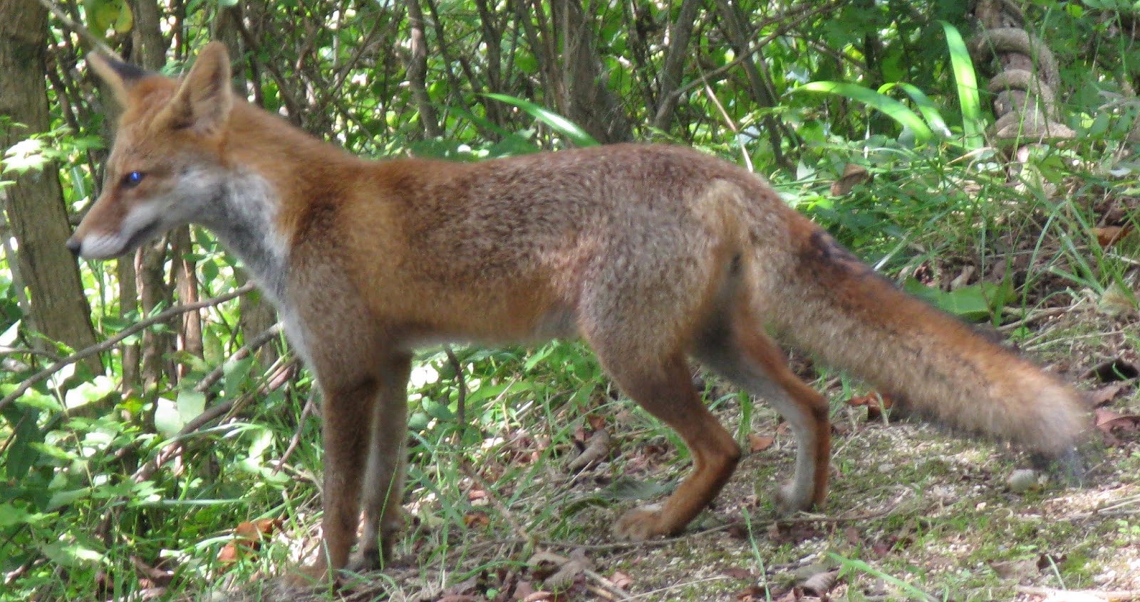 Abe's Animals: Pictures of Japanese carnivorous mammals from Wikipedia ...