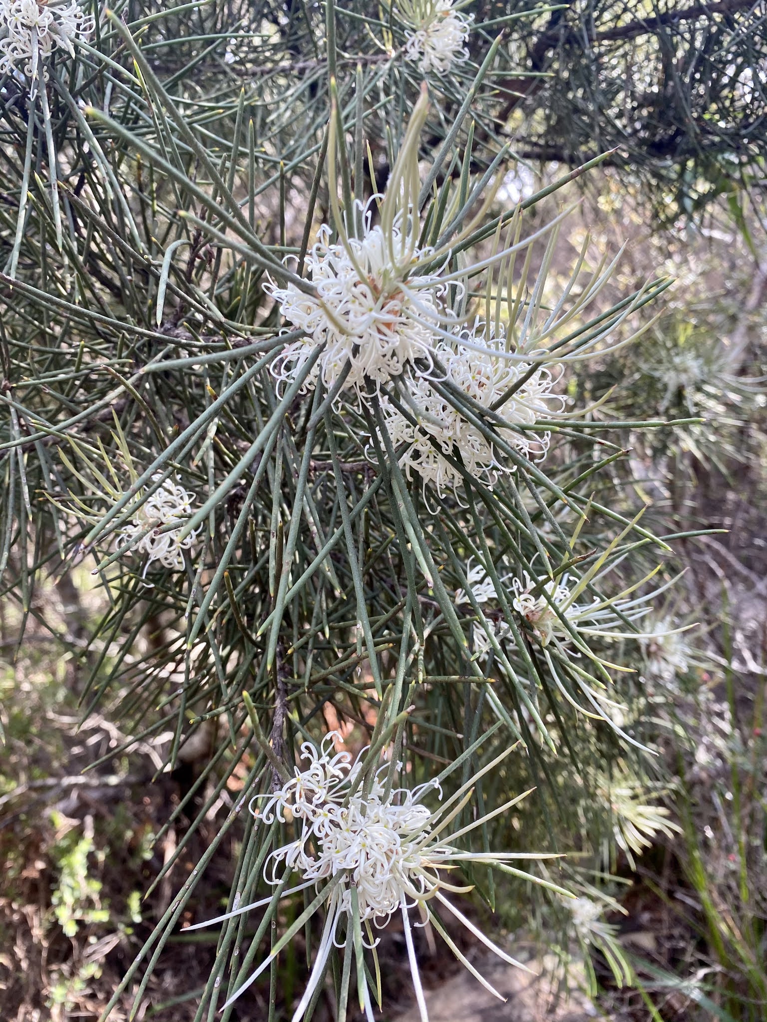 Captivating Cape Raoul