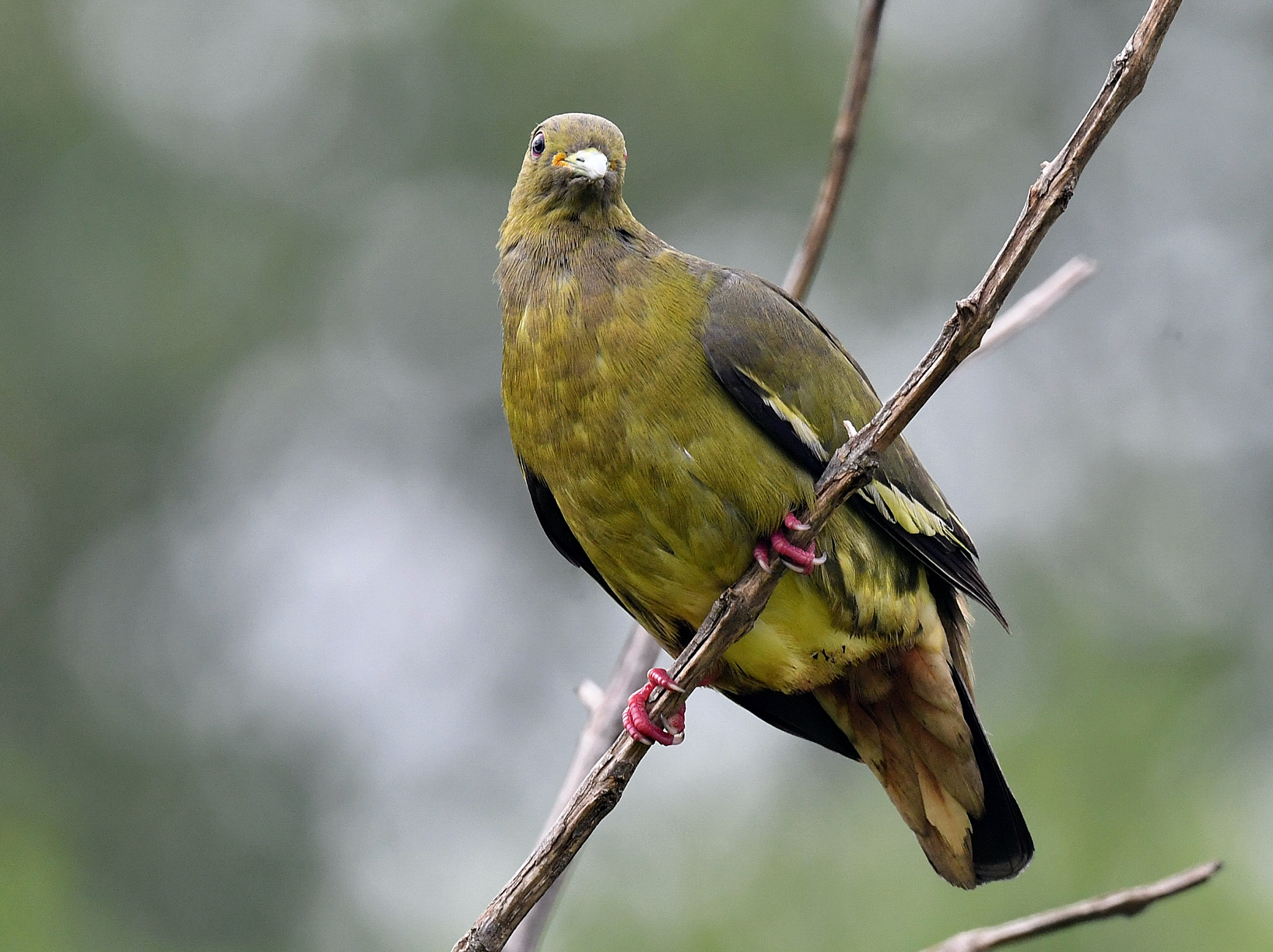 The Life Journey in Photography: Little Green Pigeon @ Pulau Indah ...