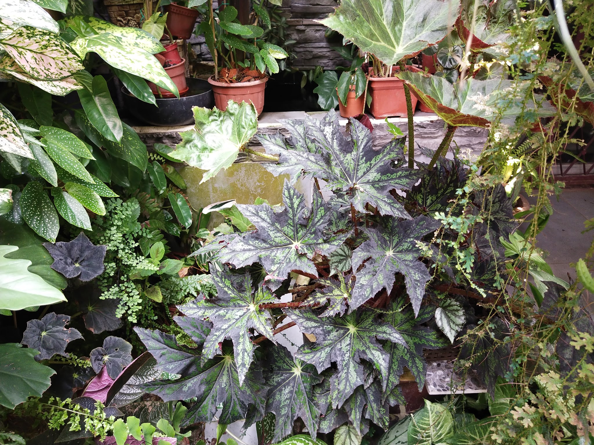 Garden Chronicles of James David: Star Begonia / Begonia heracleifolia ...