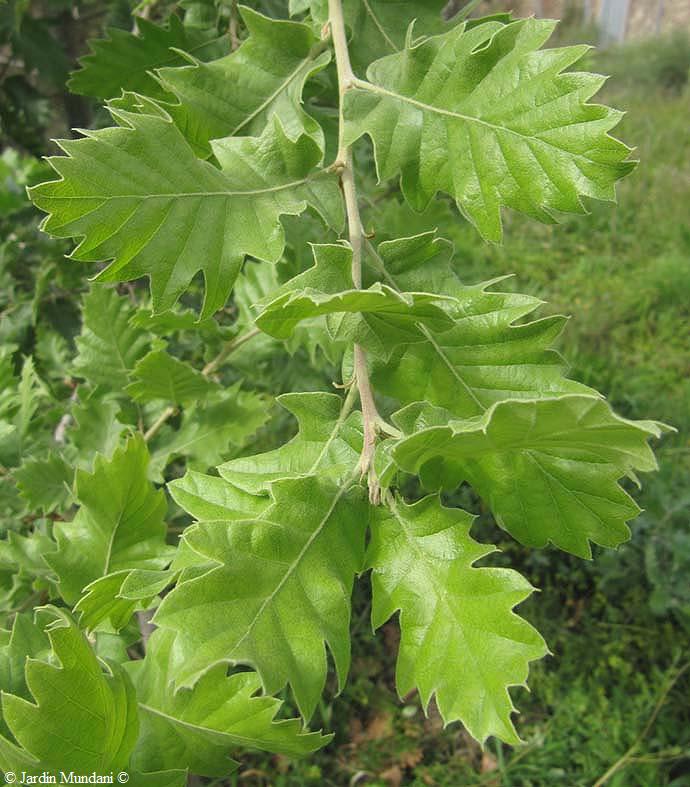 Sangrando en verde: Quercus macrolepis, mi hermoso roble de Valonia