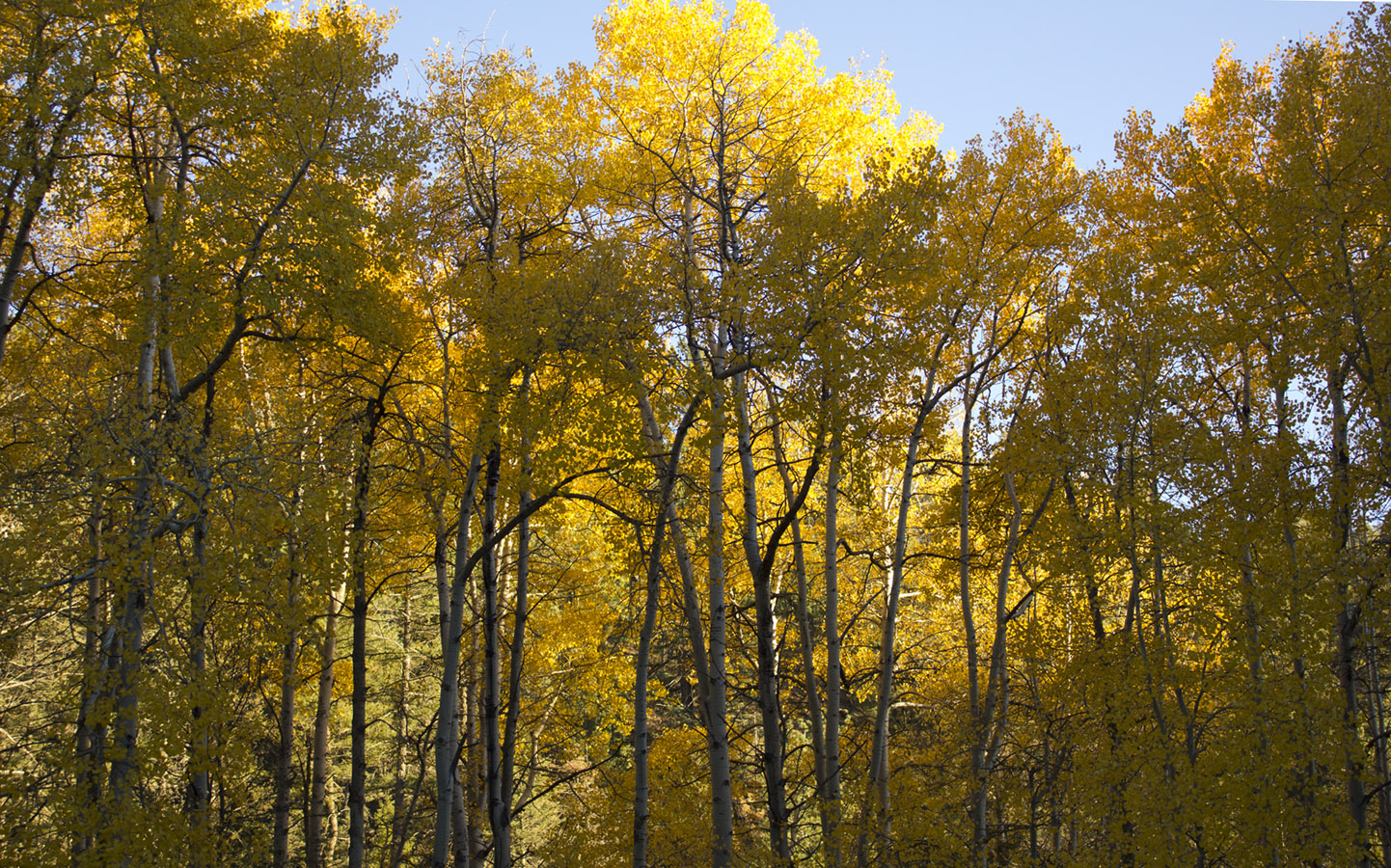 Illuminated Perfume: Figure 1 Noir Autumn GIVEAWAY