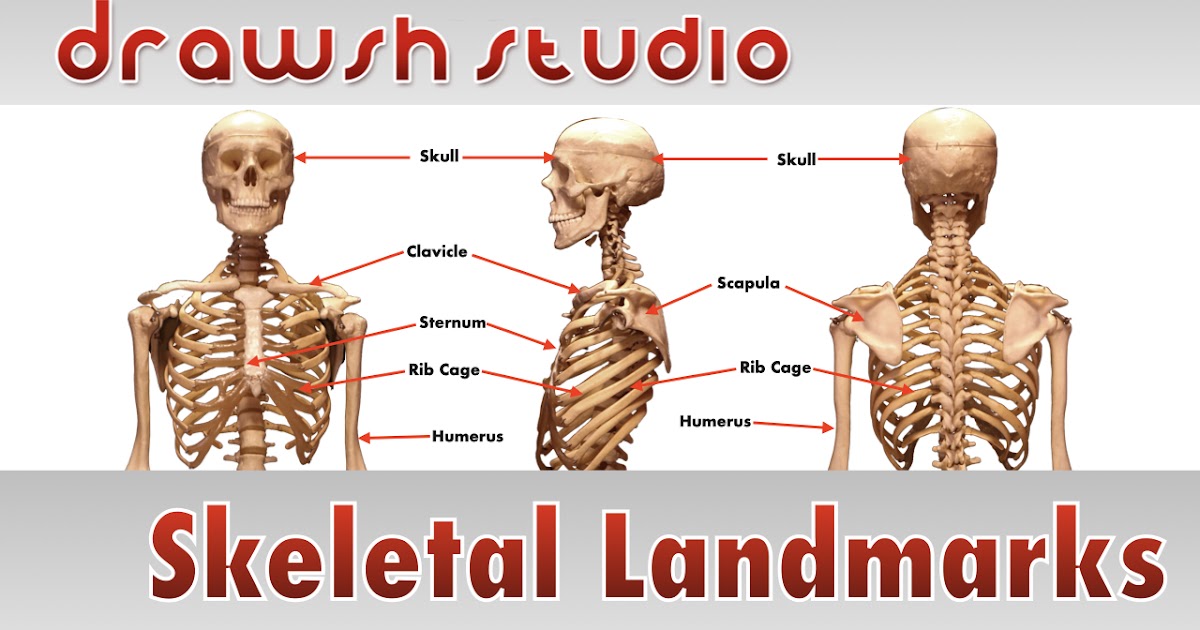 Drawsh Parts Of The Skeleton And Boney Landmarks drawsh-parts-of-the-skeleton-and-boney-landmarks