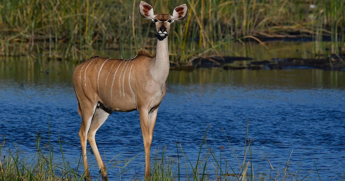 WILDLIFE GATEWAY: Grand koudou, juvéniles - 01