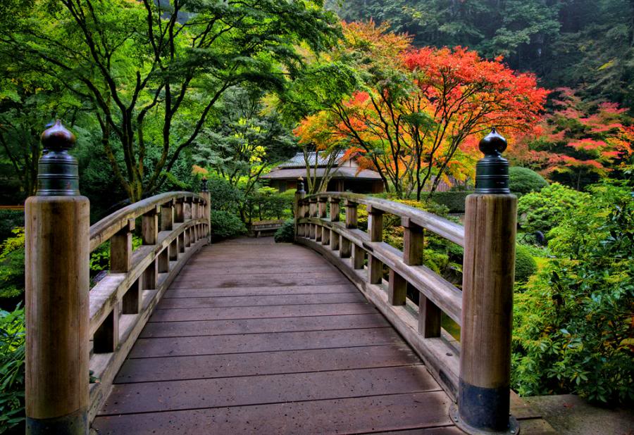 Get Images: Beautiful Wooden Bridges Under Nature