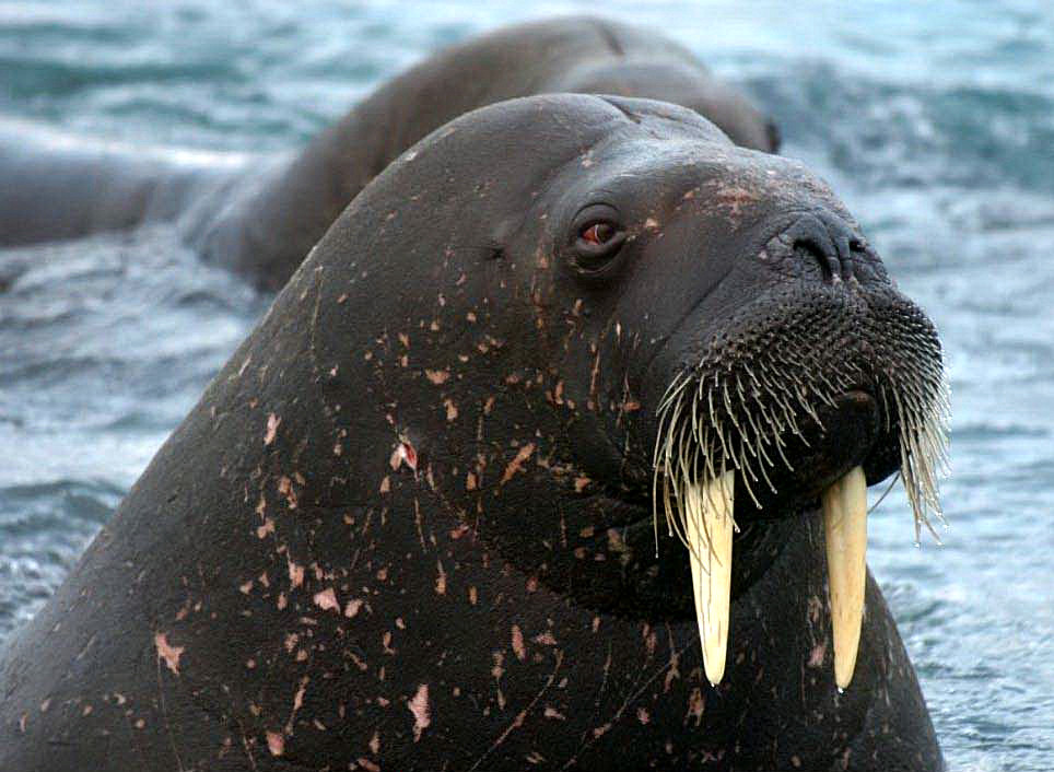 El ojo del buitre: Morsa