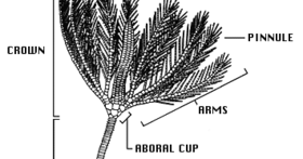 Crinoids! written by Summer Student Fellow Mimi Smith