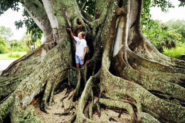 The Fourth Dimension: A TREE AND A PALACE