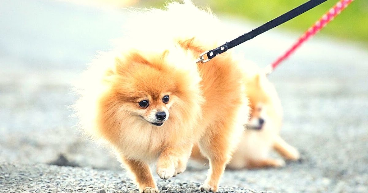 Comment dresser un chiot Spitz nain à la maison | Spitz nain