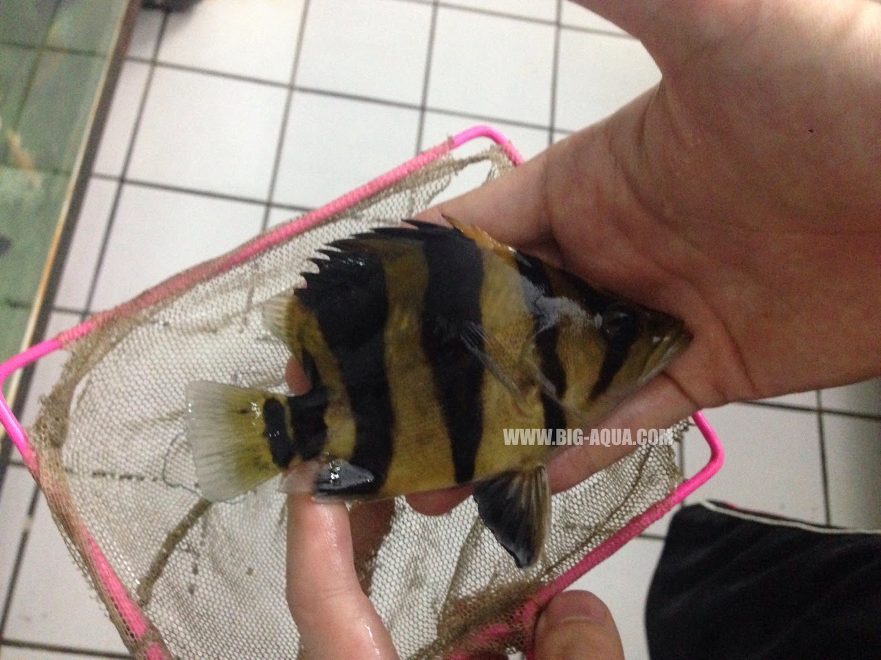 SHORTBODY CAMBODIA TIGERFISH ~ Big Aqua