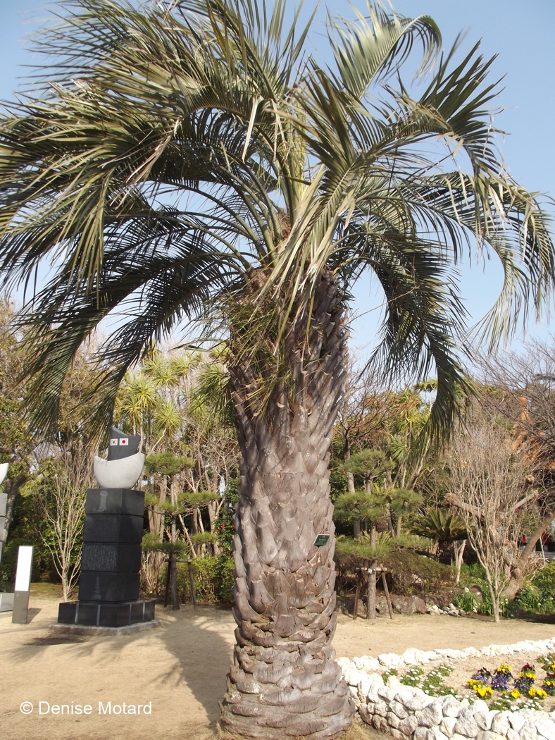 SAMUEL COCKING GARDEN