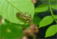 Insects of Scotland: Mayflies/Stoneflies