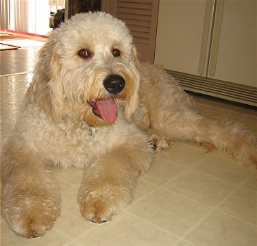Goldendoodle