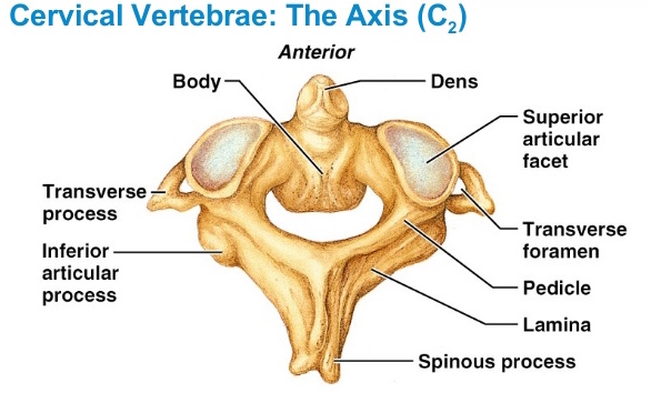 C2 Pedicle And Lamina