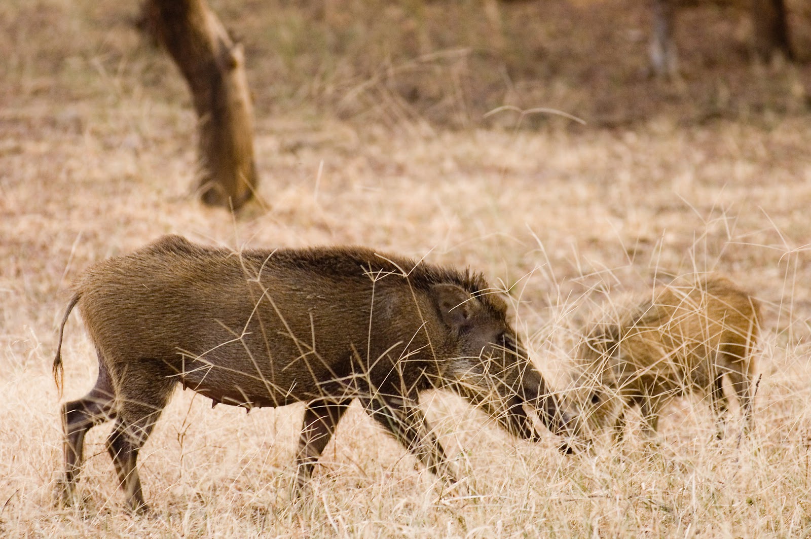 All About Animal Wildlife: The Wild Pig Info Photos-Images