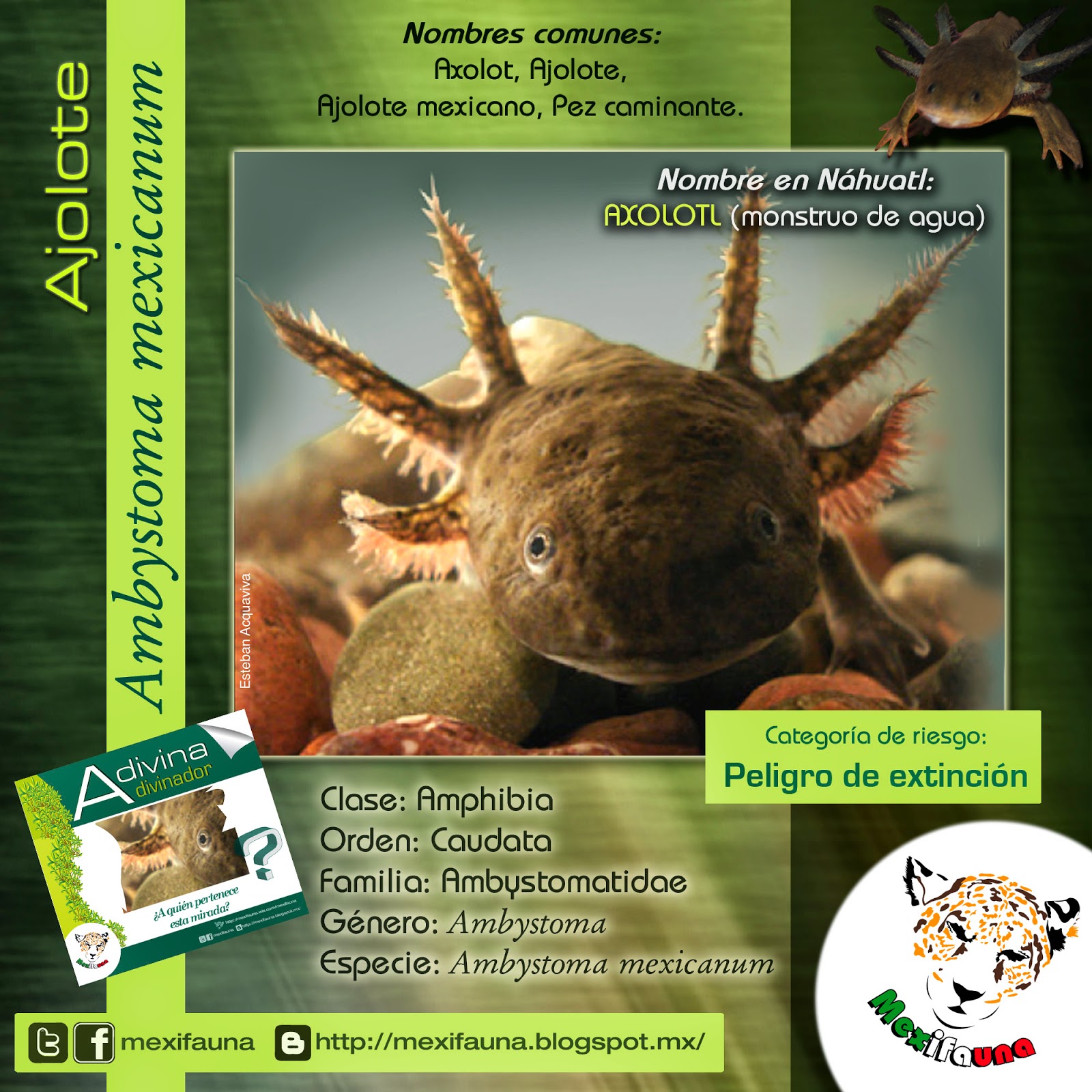 MEXIFAUNA: Ajolote (Ambystoma mexicanum)