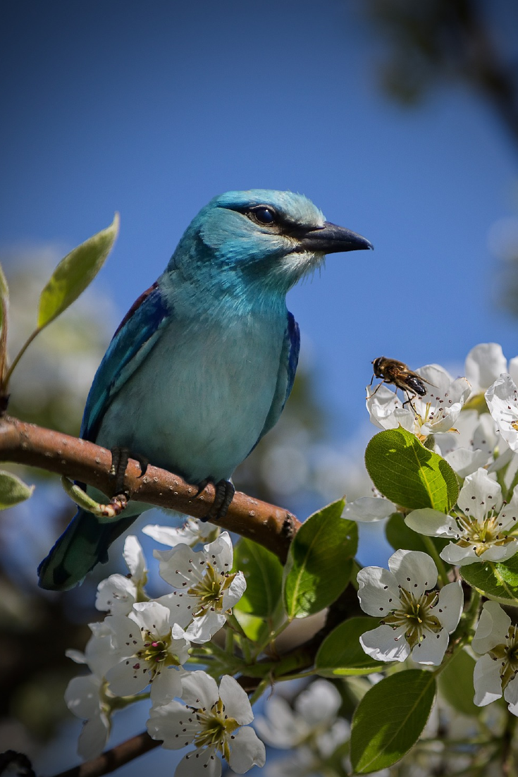 The beauty of birds in the wild | pixstellen