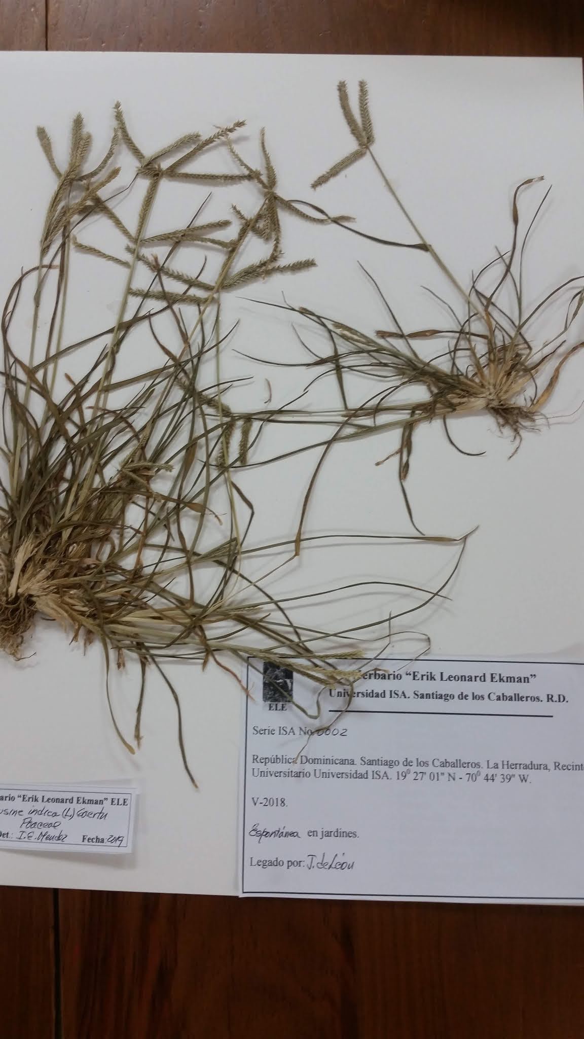 Colecciones Botánicas. : Generalidades sobre las colecciones de plantas.