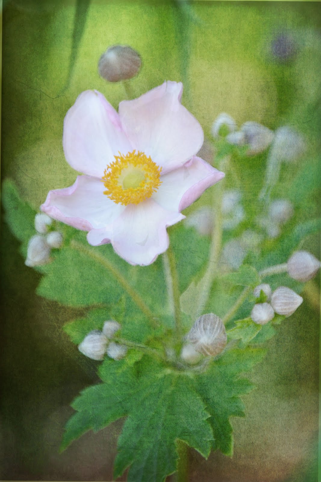 Snippets from Springdale: Zoo Zunday