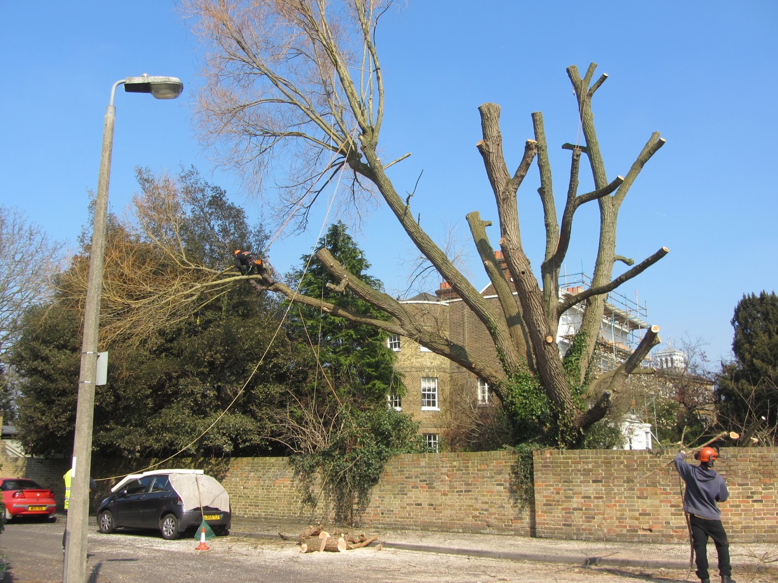 Ham Photos: Pollarding a tree at Hardwicke House