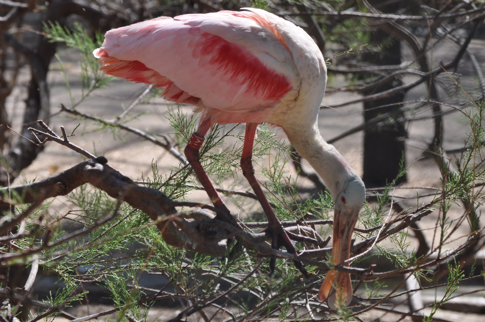 ZOOTOGRAFIANDO (6.100 ANIMALS): ESPÁTULA ROSADA / ROSEATE SPOONBILL ...