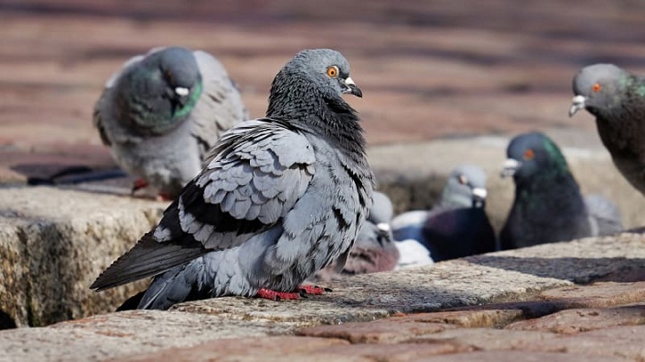 Mengapa Merpati Makan Kerikil? | Belajar Sampai Mati